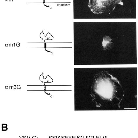 The Ml Sequence Functions As A Normal Membrane Spanning Domain In The
