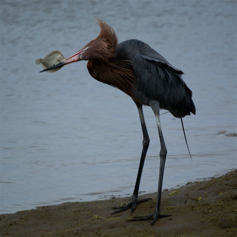 Reddish Egret Bolsa Chica Wetlands Mikes Birds Flickr