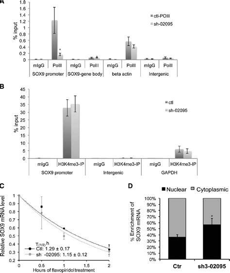 Sox9 Facilitates The Transcription Of Linc02095 A Rna Polymerase Ii