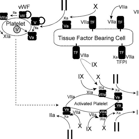 Pdf The Factor Vii Platelet Interplay Effectiveness Of Recombinant Factor Viia In The