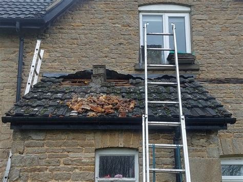 Bee Nest Extraction PEST UK