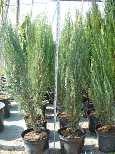 Можжевельник скальный Блю Арроу (Juniperus scopulorum Blue Arrow ...