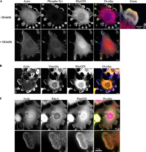 Rhogdi Localizes To Src Dependent Rosettes In Src3t3 Fibroblasts Src Download Scientific