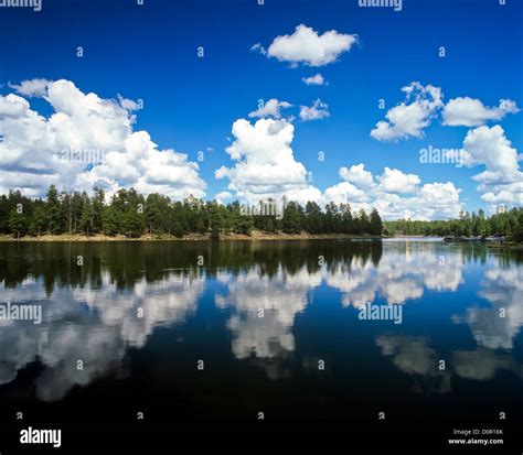 Arizona Camping Forest Mogollon Rim Tree Trees Blue Sky Hi Res Stock