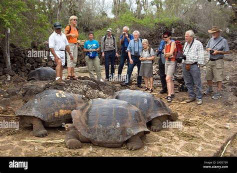 Tourists With Galapagos Giant Tortoises Chelonoidis Nigra
