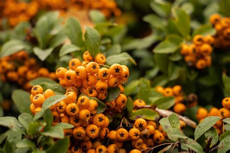 All You Need To Know About The Pyracantha Orange Glow Maintain Your Garden