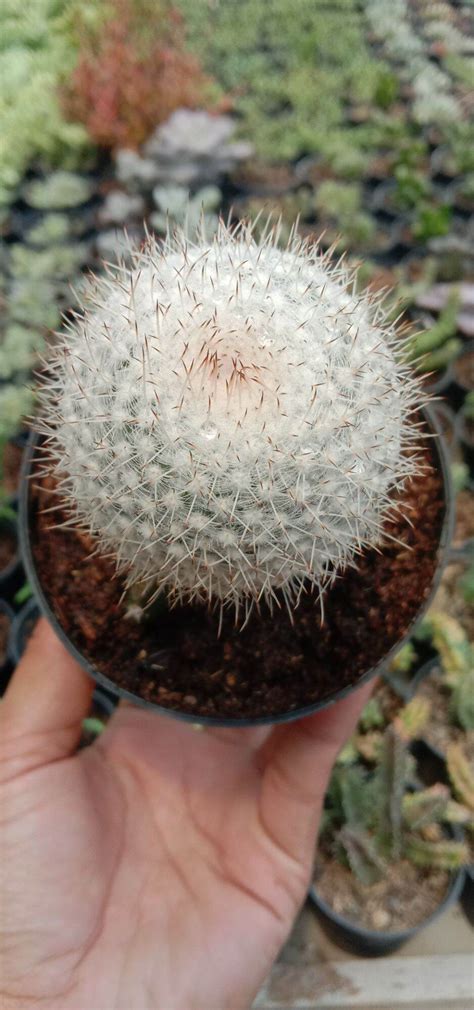 Kaktus Hidup Pot Media Lazada Indonesia