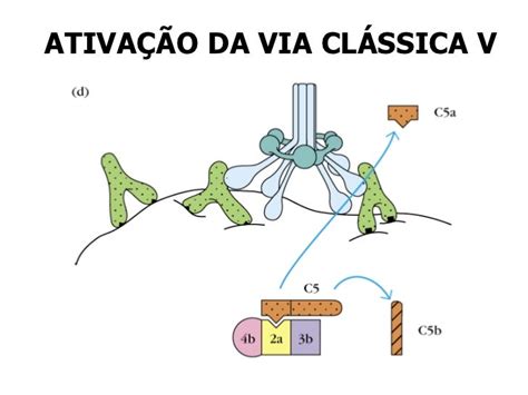 Sistema Complemento