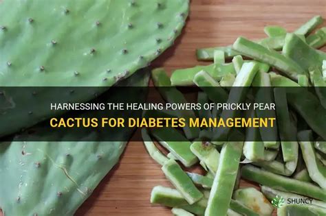 Harnessing The Healing Powers Of Prickly Pear Cactus For Diabetes Management Shuncy