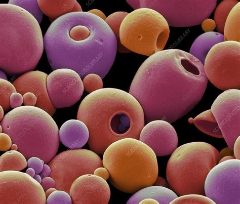 Plga Microspheres Sem Stock Image C037 4562 Science Photo Library