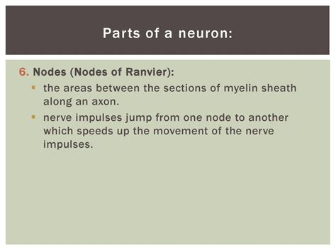 Neurons Bio Ppt Download