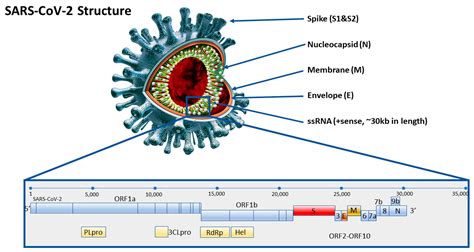 Diagnostics Free Full Text Molecular And Serological Tests For