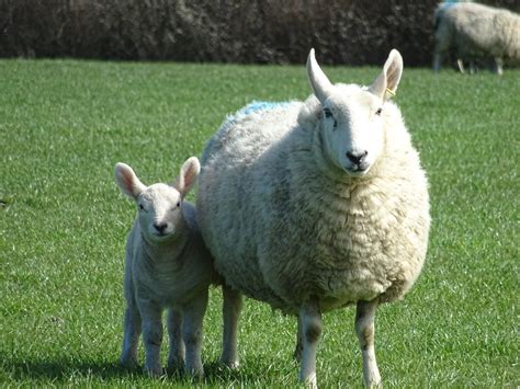 Dsc08794 Ian Stringfellow Flickr