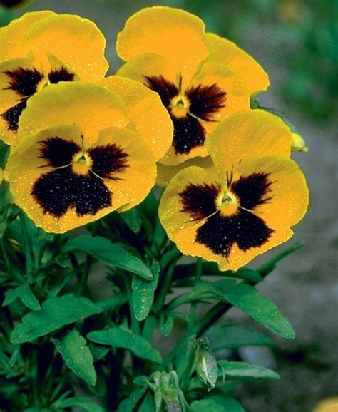 Cvijet Hrvatska Enciklopedija