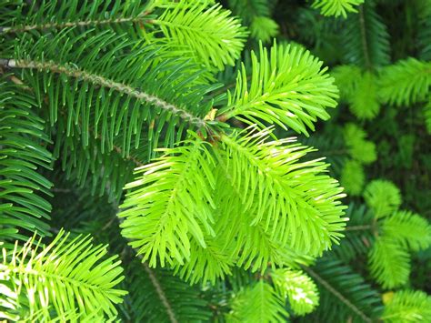 冷杉 树枝 性质 Pixabay上的免费照片 Pixabay