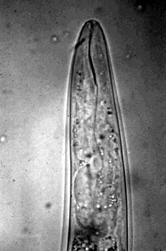 Migratory Ectoparasites