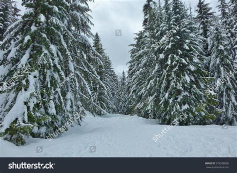 Snowy Evergreen Forest