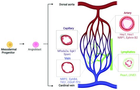 Capillary Endothelium