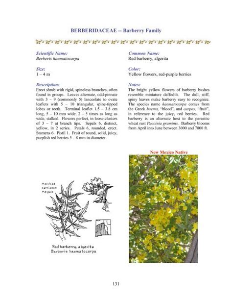 Berberidaceae