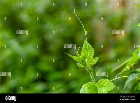The Tip Of The Bitter Melon Plant Shoots Is Fresh Green And Has