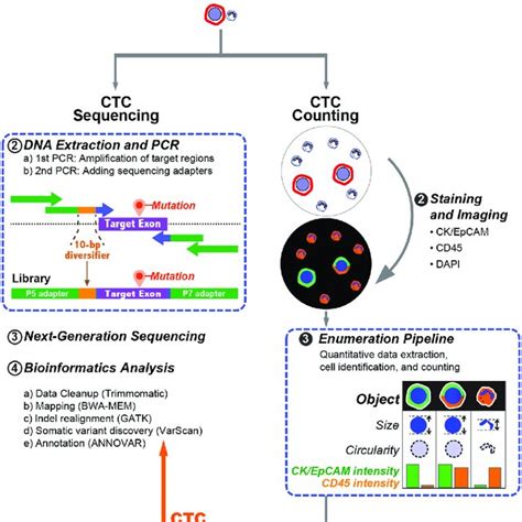 An Overview Of CTC Enrichment Counting An Sequencing Workflow Download Scientific Diagram