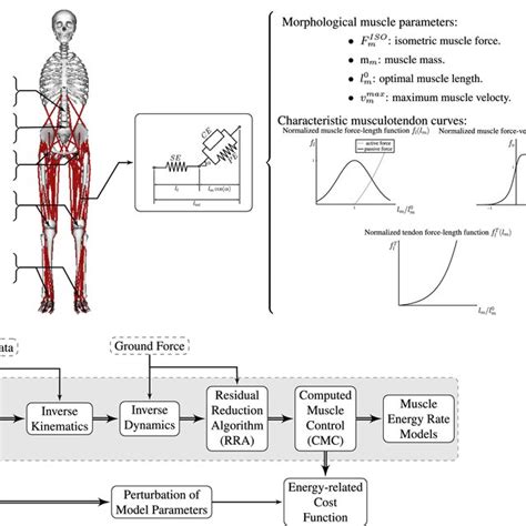 Experimental Musculoskeletal Simulation Setup A Musculoskeletal Model Download Scientific