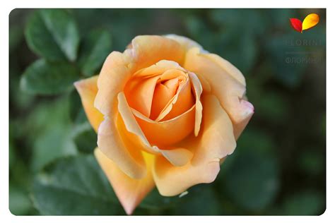 Купить Роза флорибунда Раффлс Дрим Rosa floribunda Ruffles Dream - в ...