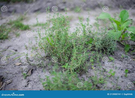 Thyme Herb Stock Image Image Of Nature Organic Agriculture 213900741