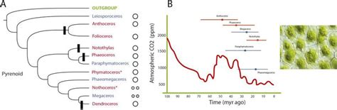 A Phylogeny Of Hornworts Based On Villarreal And Renner 2012 And Download Scientific Diagram