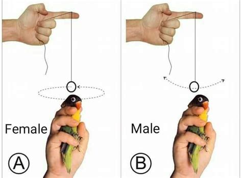 Avian Sexing Birds Using Pendulum Method 5 Decades Ago When I Got Into The Hobby Of Bird