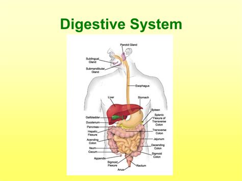 Ch 38 Excretory System Vena Cava Aorta Docslib
