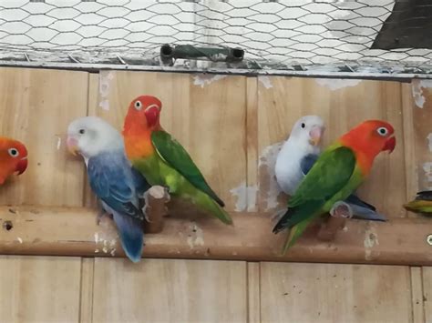 Agapornis Fischer Dohodnite Sa Na Extrabazarsk