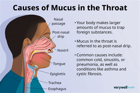 What Is The Job Of The Mucus In Your Respiratory System
