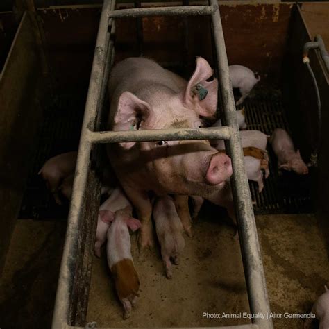 Undercover investigations exposing animal cruelty