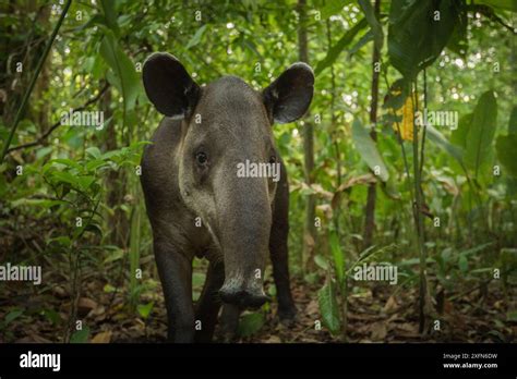 Bairds Tapir Tapirus Bairdii In Corcovado National Park Costa Rica