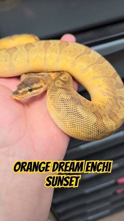 Od Enchi Sunset Ball Python Male Youtube