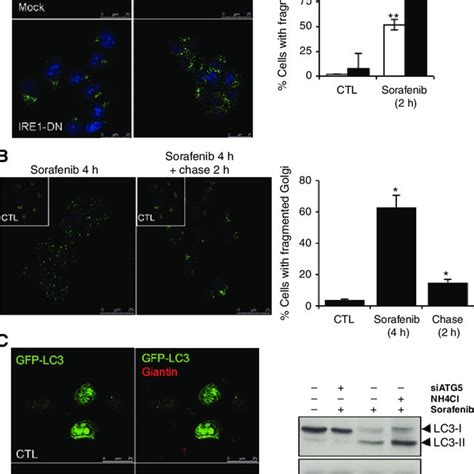Pdf Sorafenib Mediated Targeting Of The Aaa Atpase P97 Vcp Leads To Disruption Of The