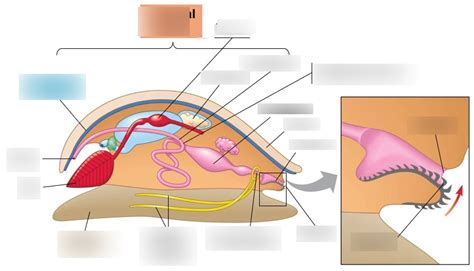 Bivalve Anatomy Diagram Quizlet