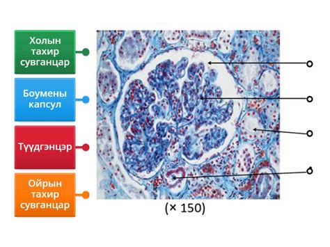 Бөөрний холтослог давхрааны фото микрографийн зурагт бүтцийн хэсгүүдийг зөв харгалзуулна уу