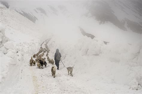 ცხვარ მეცხვარეობა