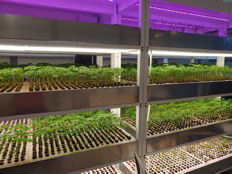 새싹인삼 수경재배 Band