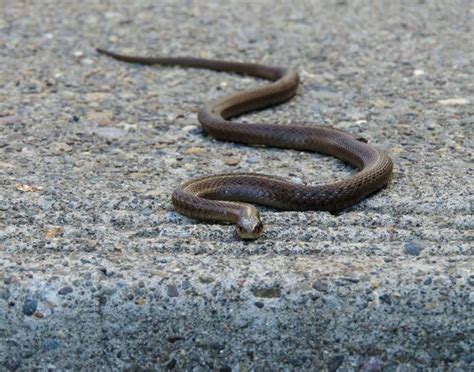 죽은 뱀 꿈 해몽의 의미 나오는 보는 뱀이 살아나는 만지는