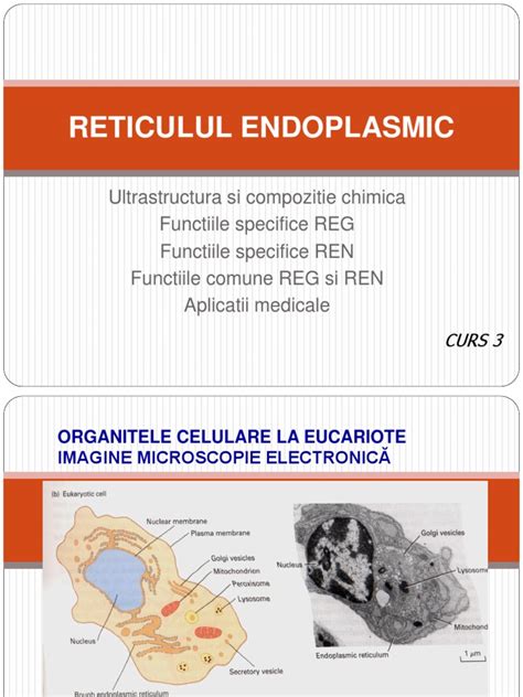 Reticul Endoplasmatic