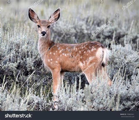 Newborn Mule Gray