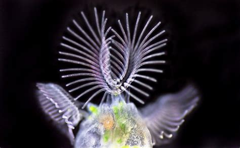 Bryozoans Colonies Of Phylum Ectoprocta Earth Life