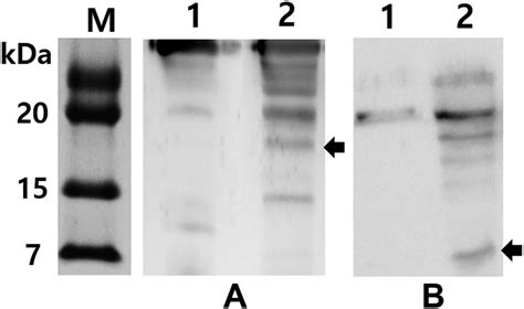 The Holin Endolysin Or Protein E Expressed In Jol1954 Confirmed By A