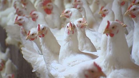 Avian Flu found at Quebec commercial poultry farm – Meat Business Pro