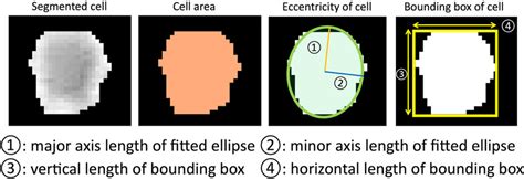 Measurement Parameters For Evaluating Intensity Of Cell Deformation Download Scientific Diagram