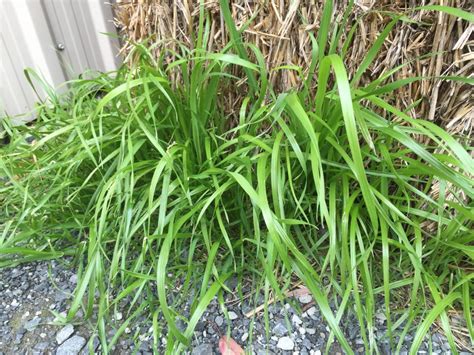Ryegrass Annual Lolium Rigidum Weedforce