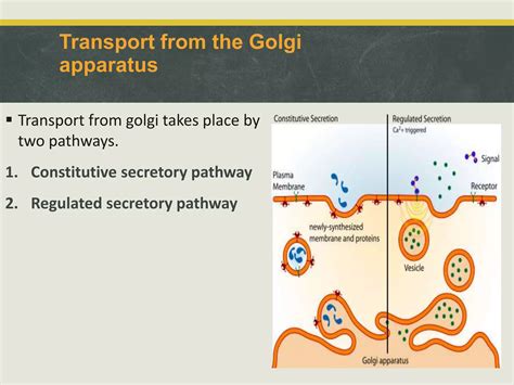 Golgi Apparatus Ppt Introduction Structure And Function Pptx
